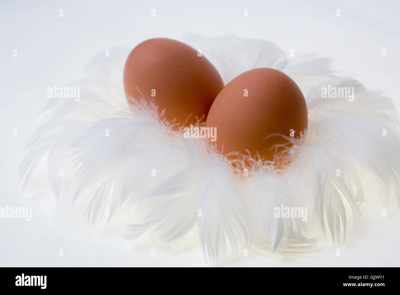 Caring for hatching eggs hi-res stock photography and images - Alamy