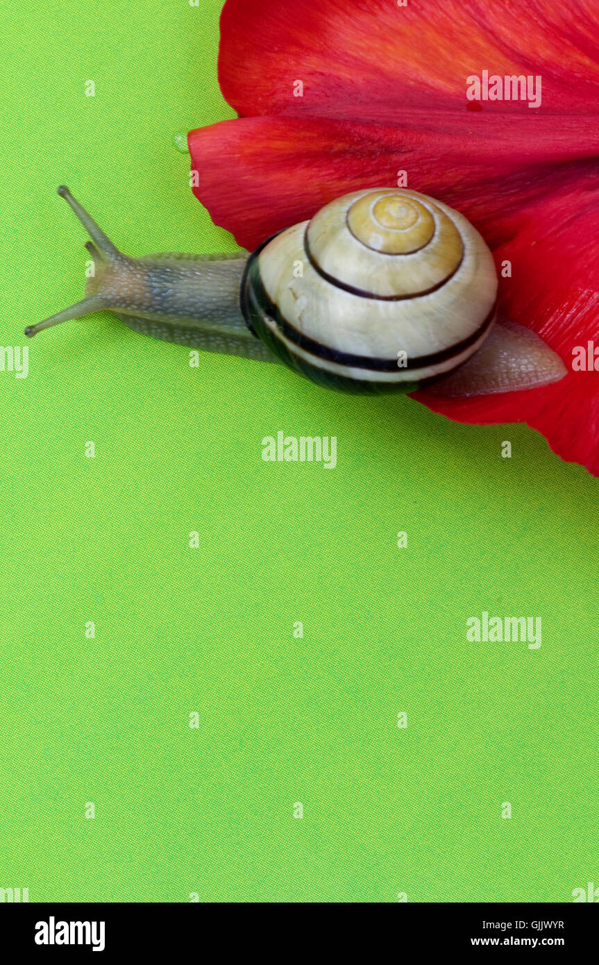 colour spring snail Stock Photo - Alamy