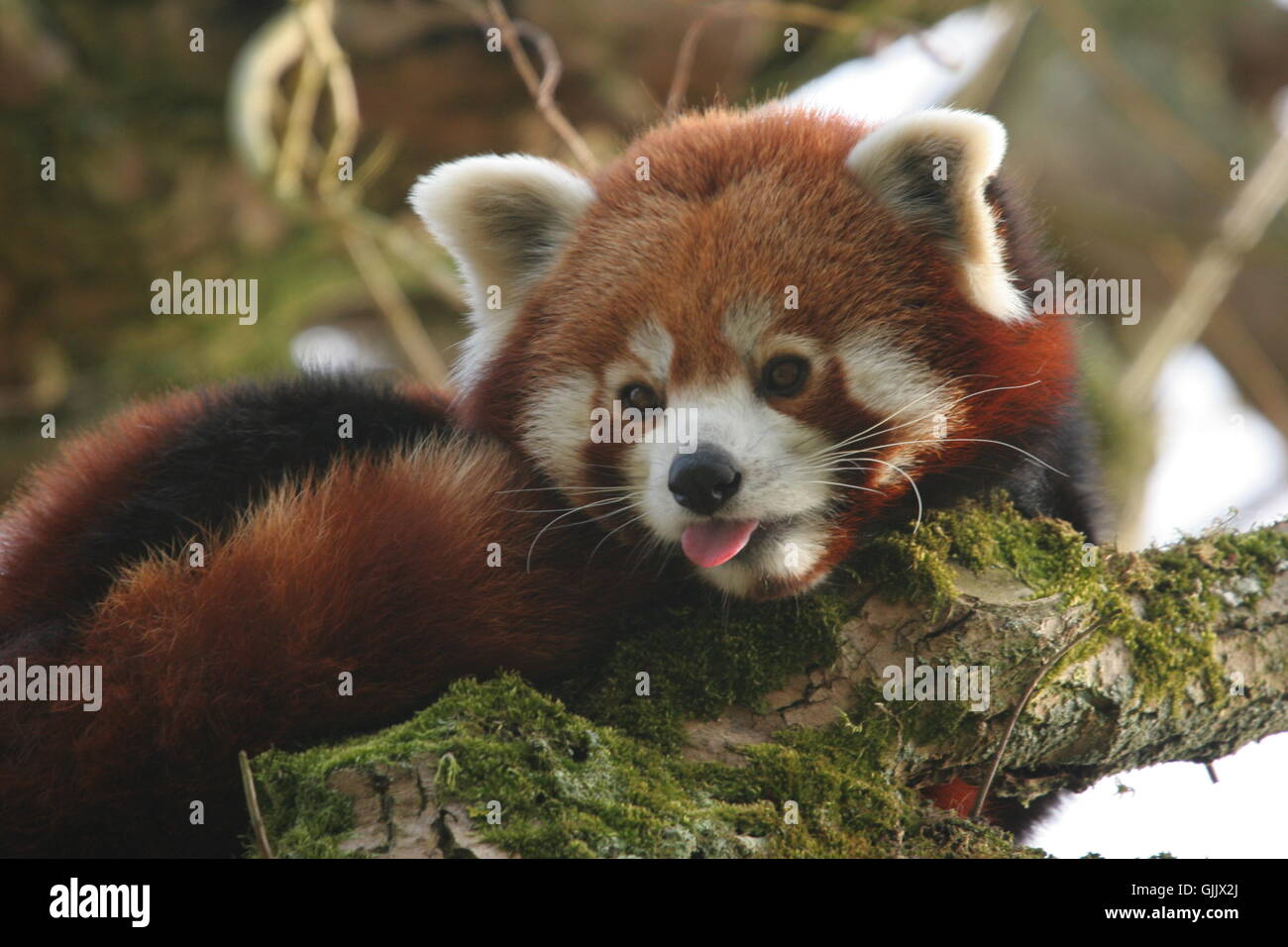 tree mammal bear Stock Photo - Alamy