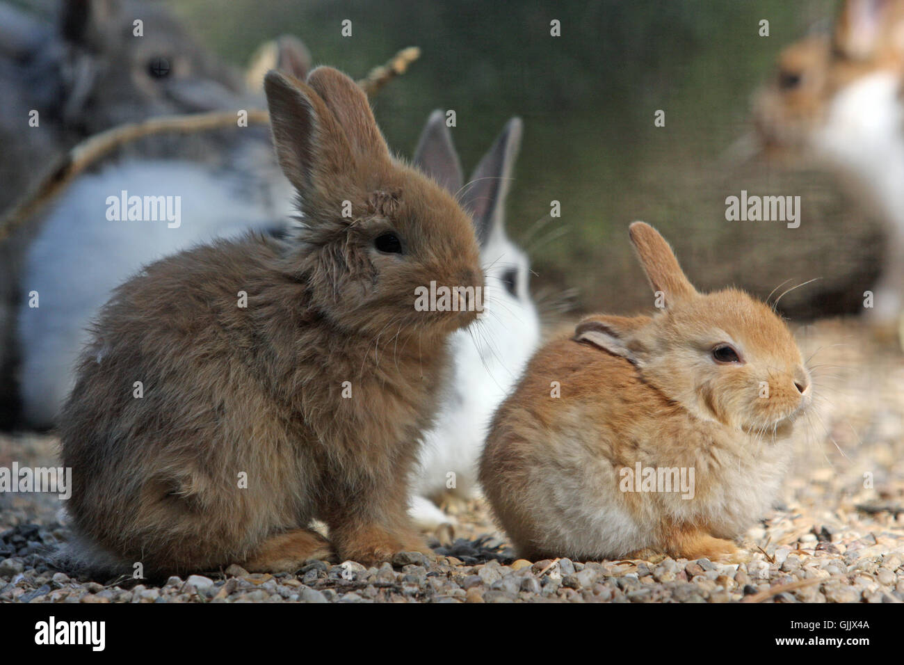 animals rabbit bunny Stock Photo - Alamy
