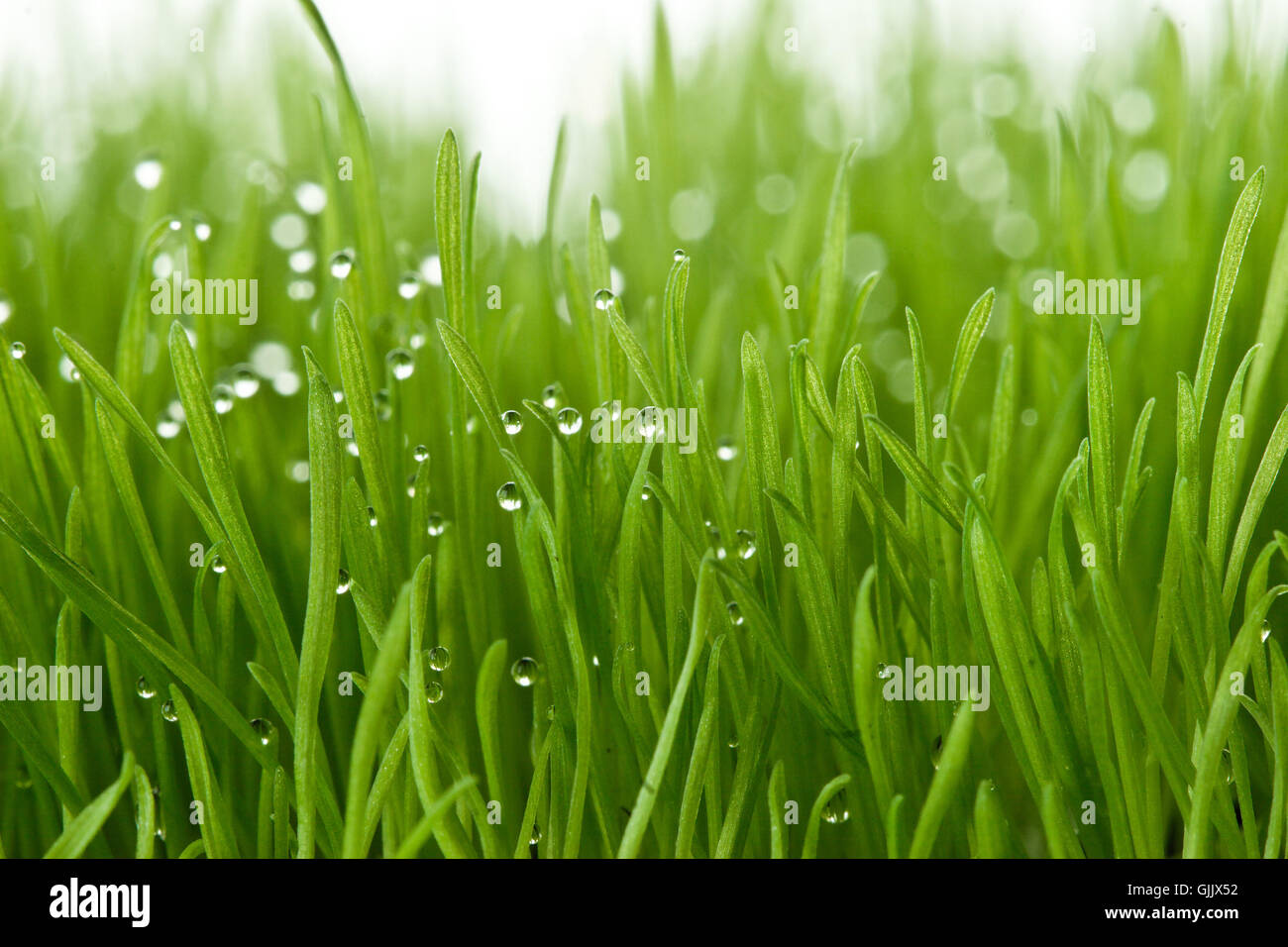 Meadow grass hi-res stock photography and images - Alamy