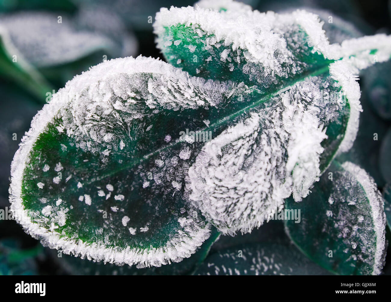 leaf frost frosty Stock Photo - Alamy
