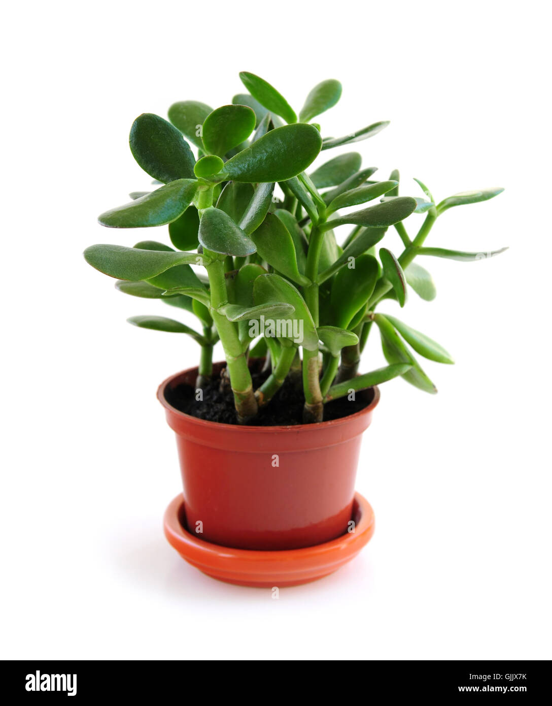 leaves gardening pot Stock Photo - Alamy