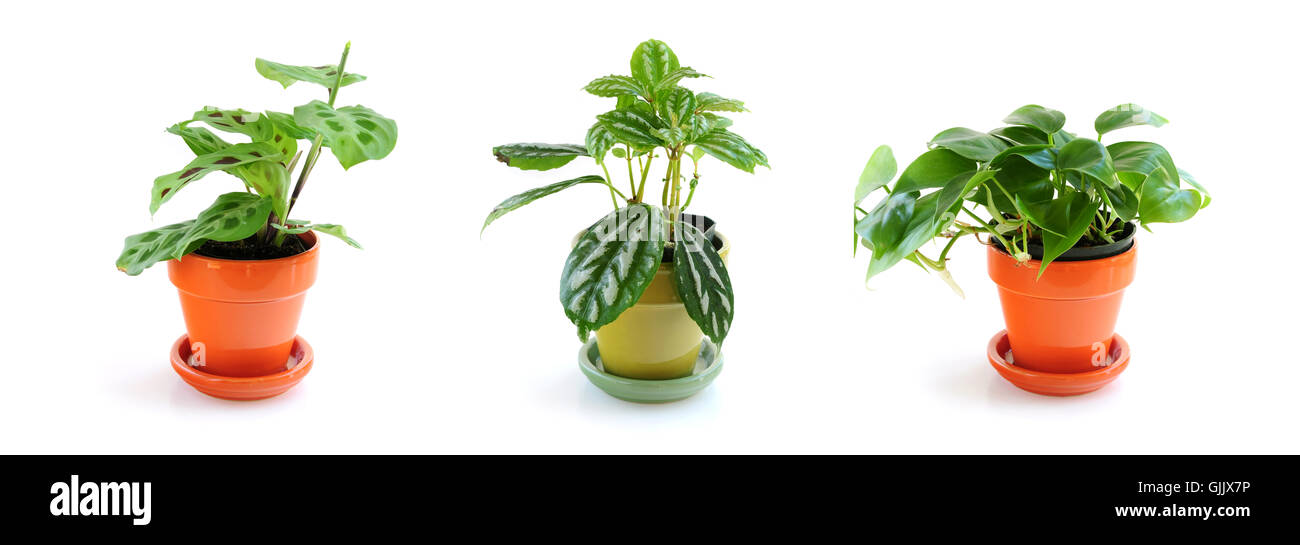 leaves three plants Stock Photo - Alamy