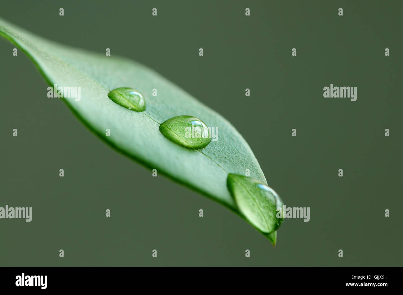 leaf drop dew Stock Photo - Alamy