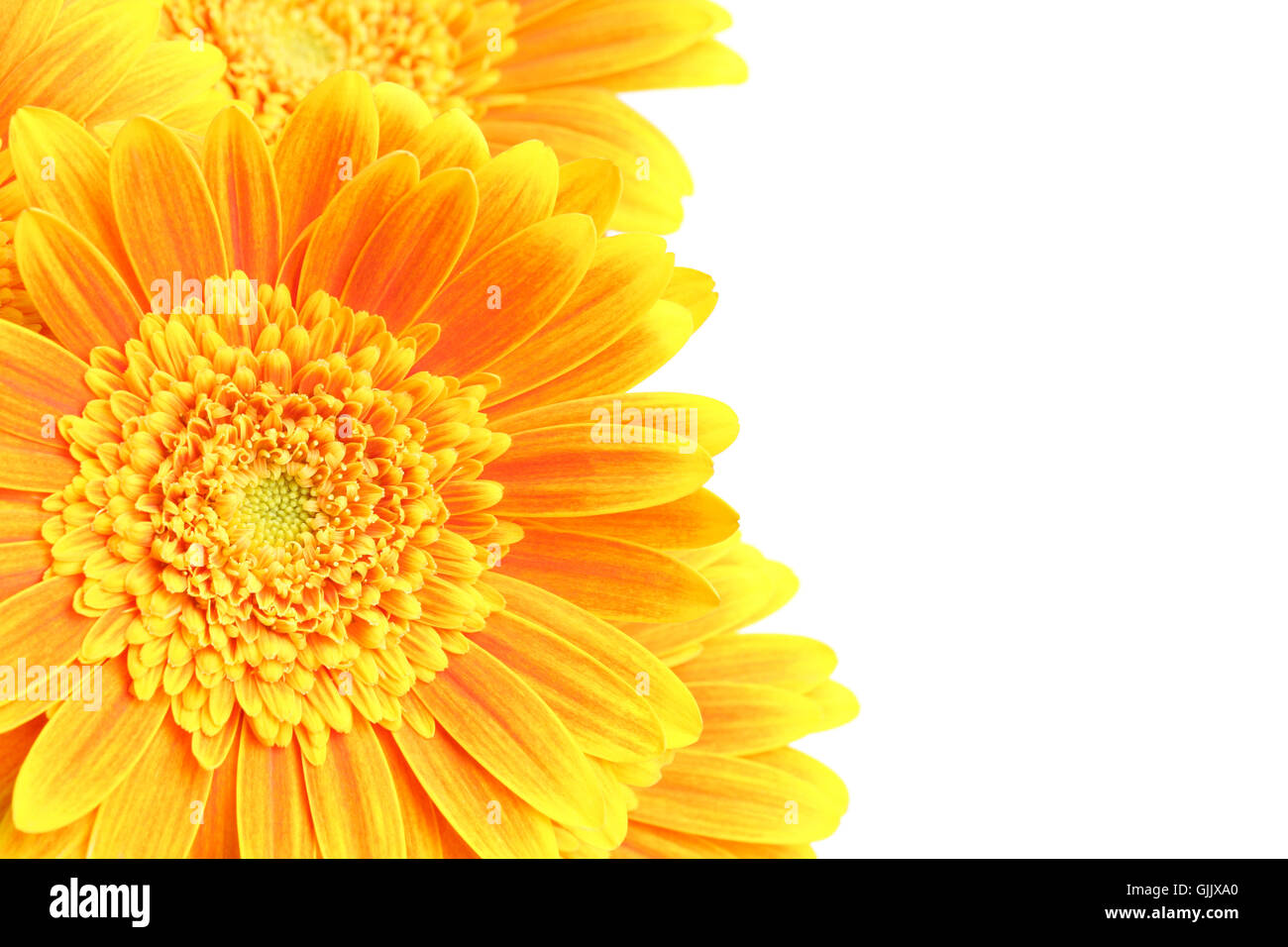 isolated flower flowers Stock Photo - Alamy