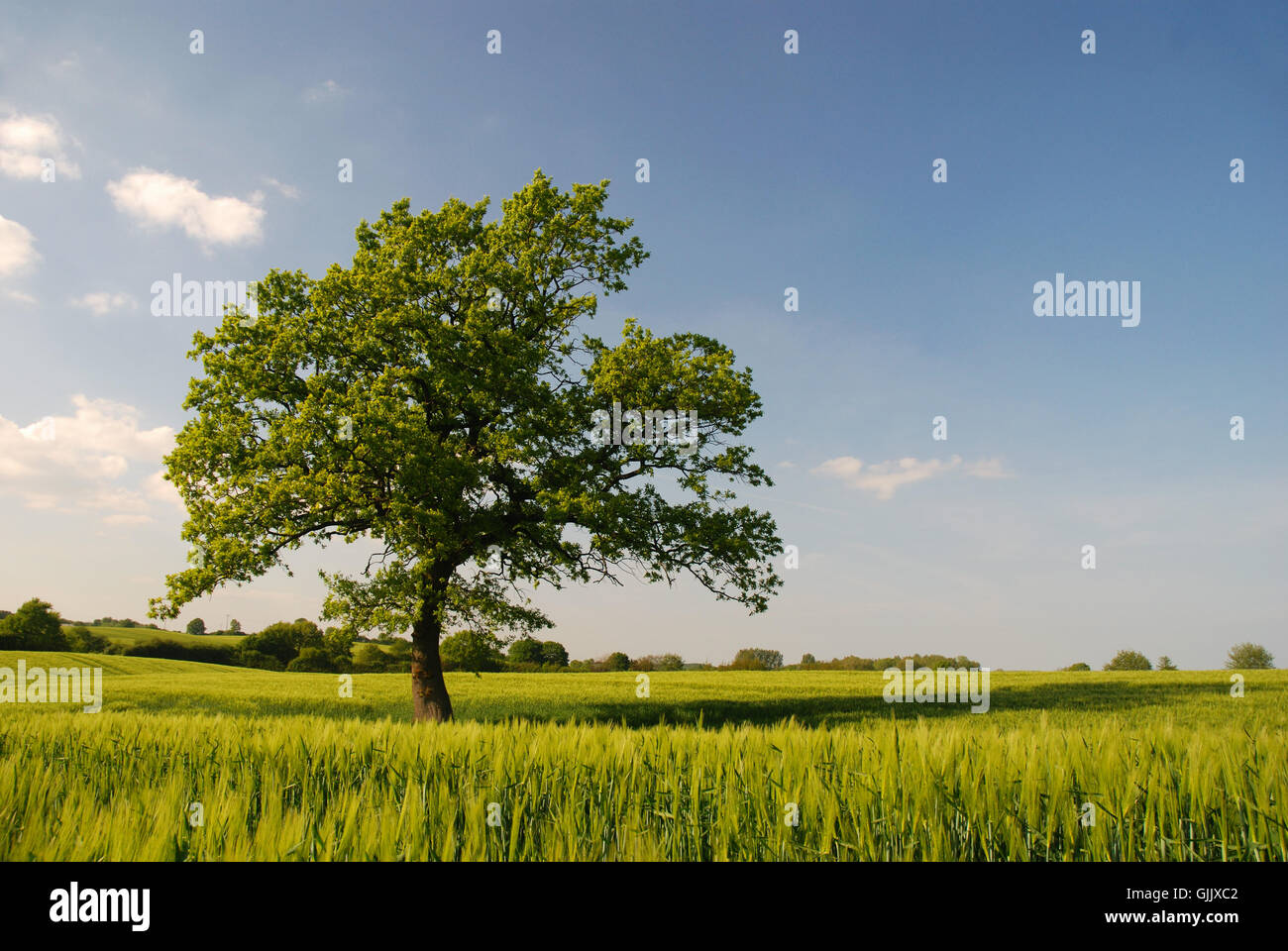 tree oak wheat Stock Photo - Alamy