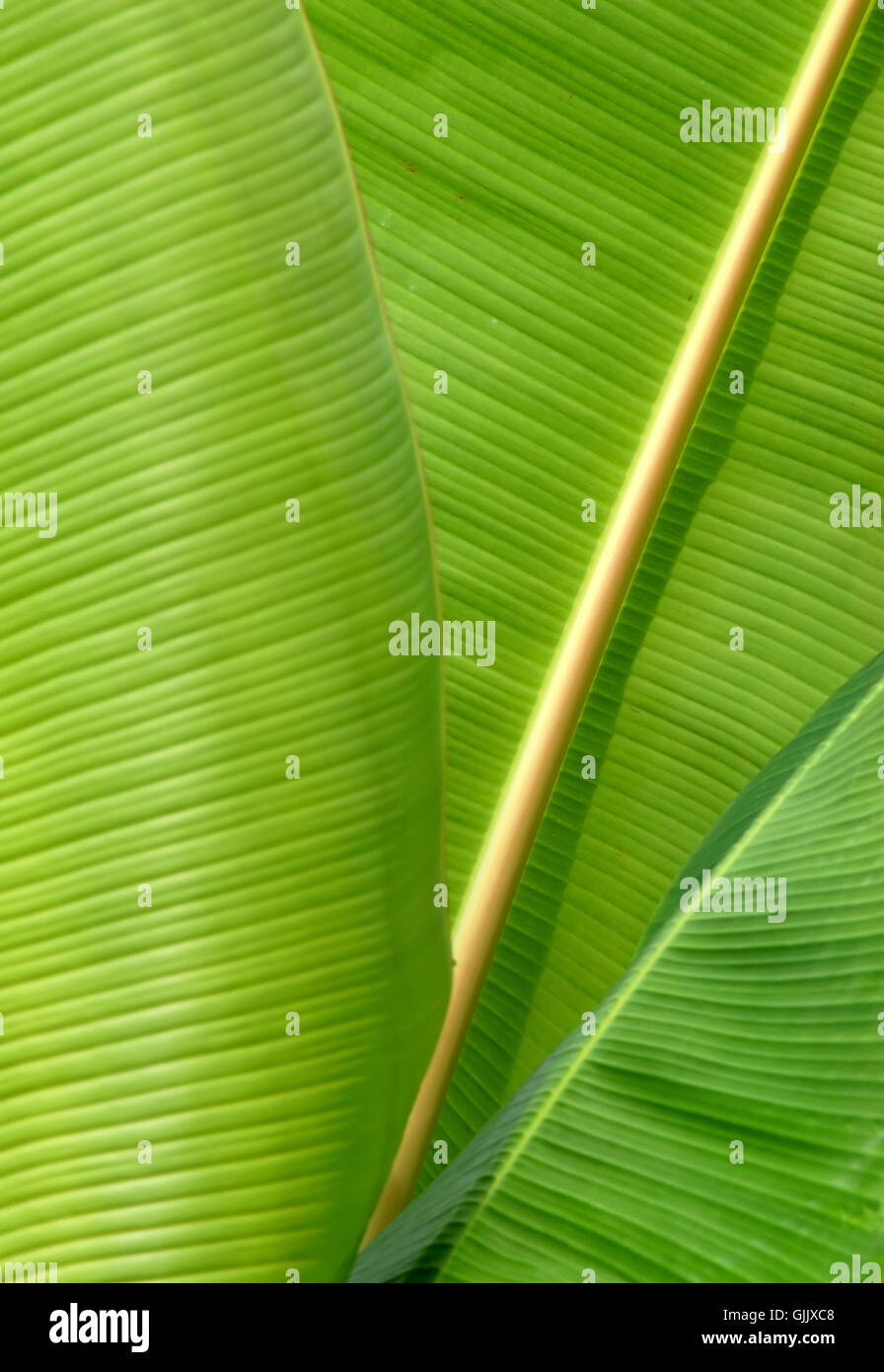 Exotic banana hi-res stock photography and images - Alamy
