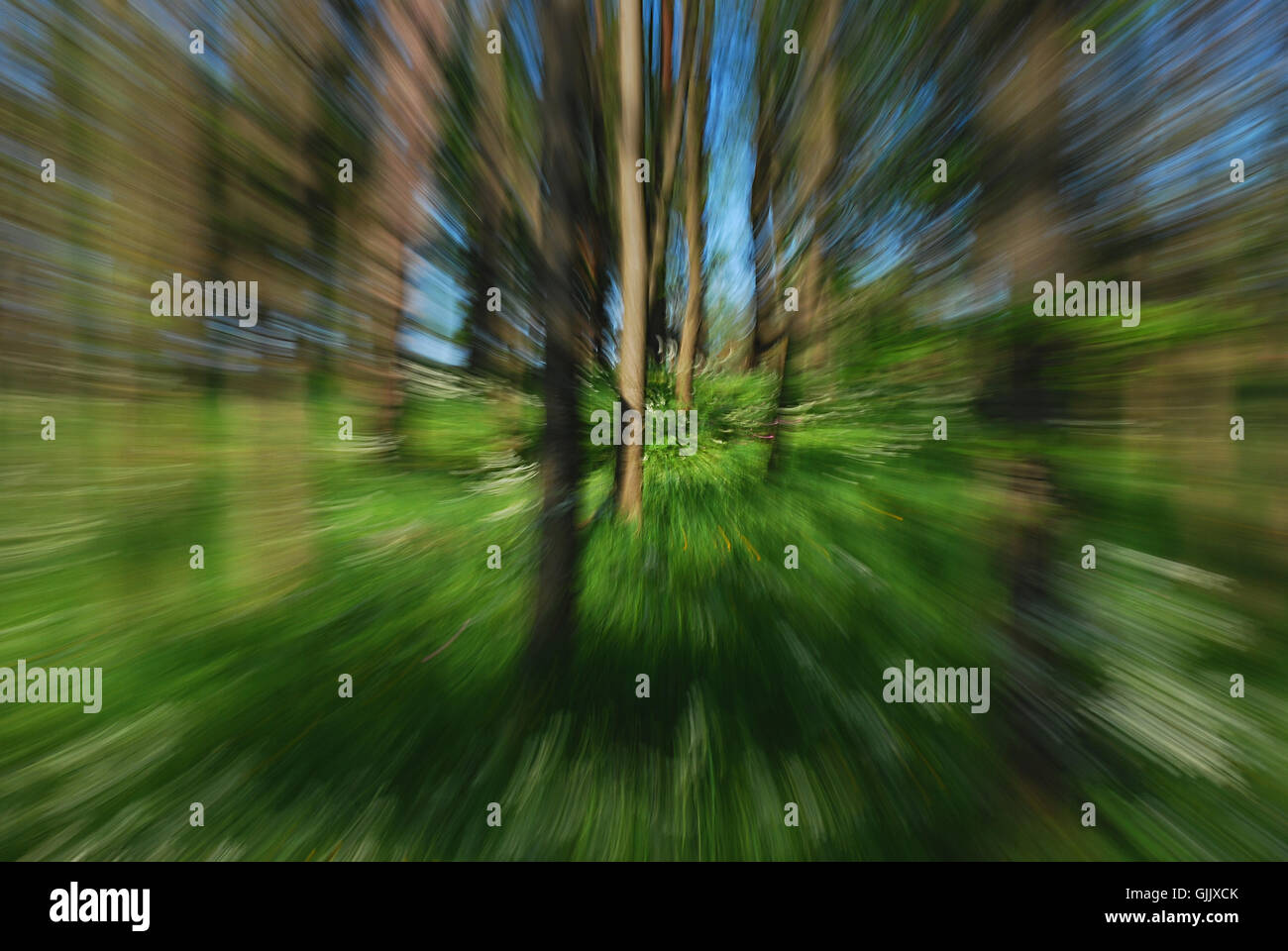 Go Into The Trees High Resolution Stock Photography and Images - Alamy