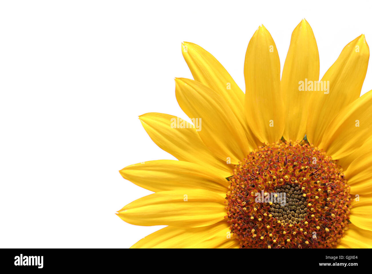 isolated flower plant Stock Photo - Alamy