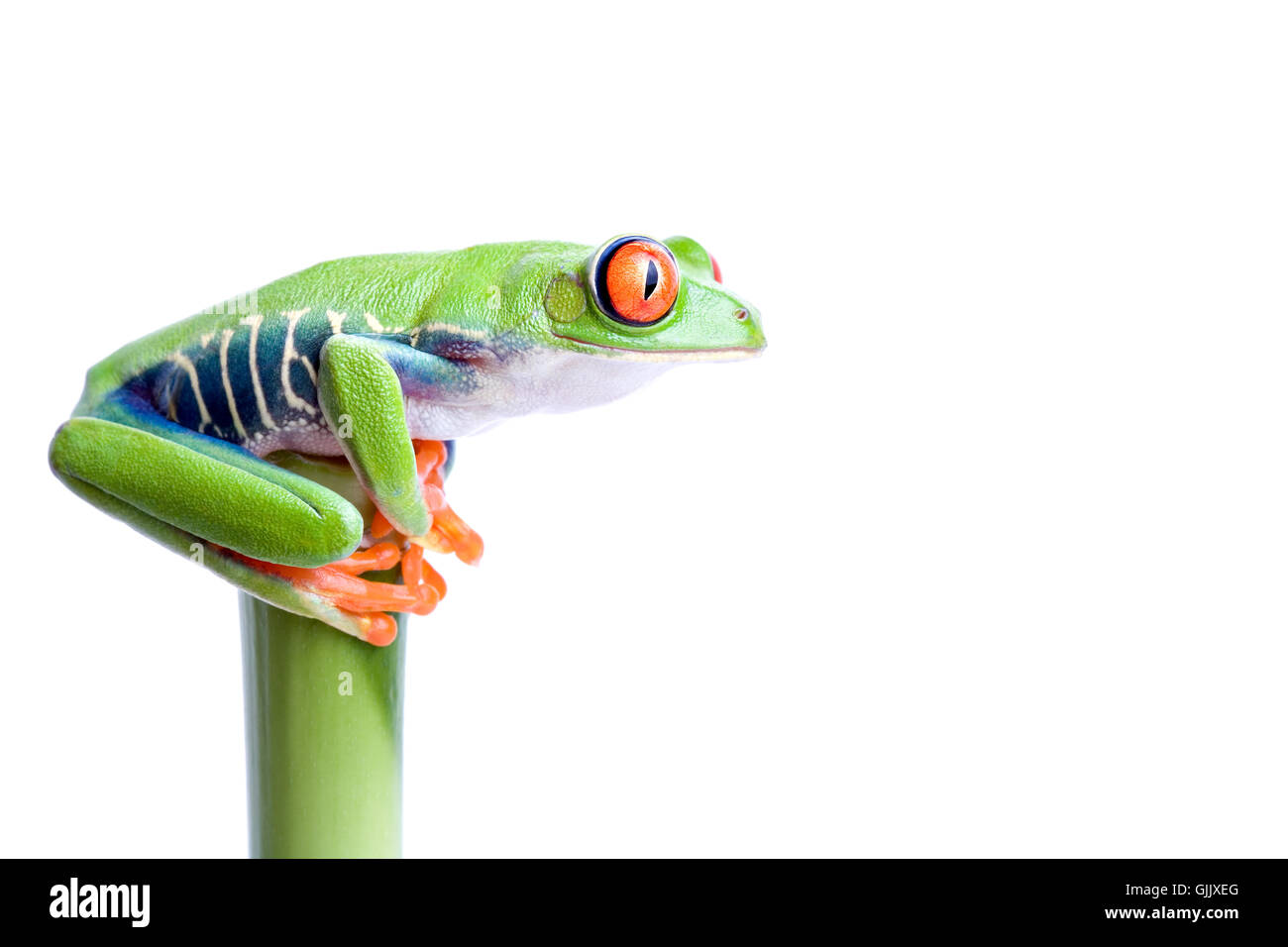 Laughing frog hi-res stock photography and images - Alamy