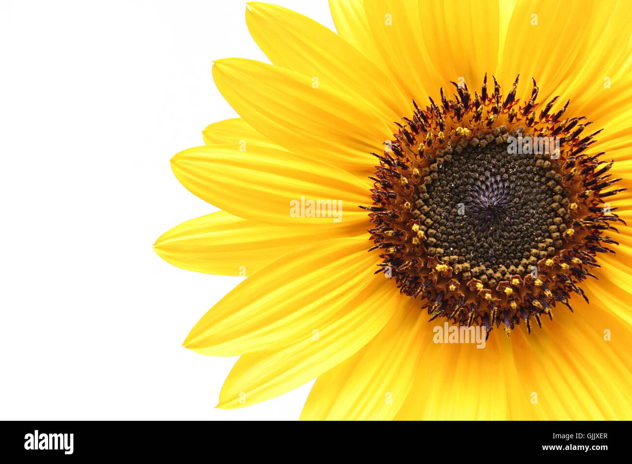 isolated flower plant Stock Photo - Alamy