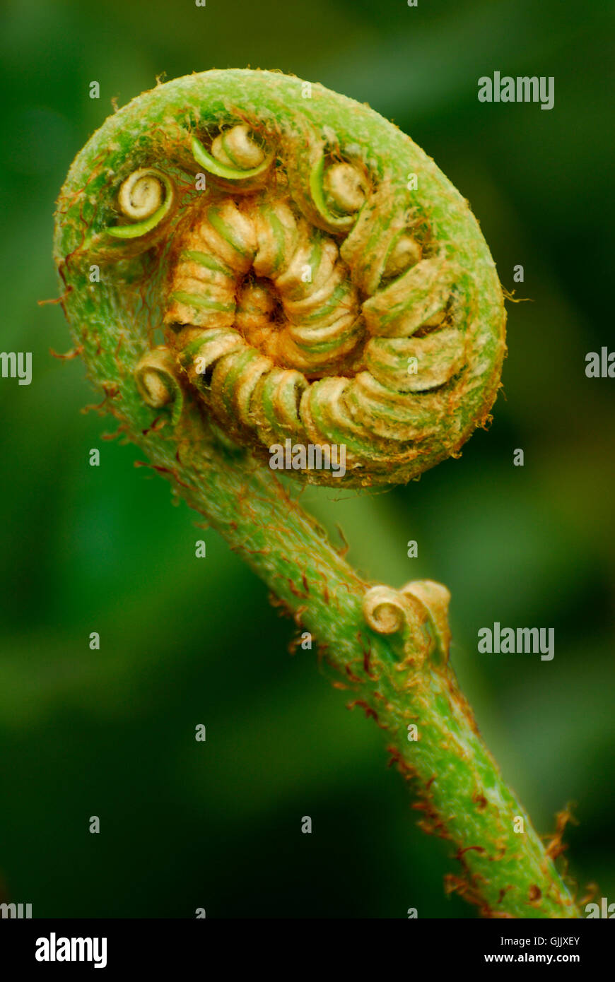 Bracken macro hi-res stock photography and images - Alamy