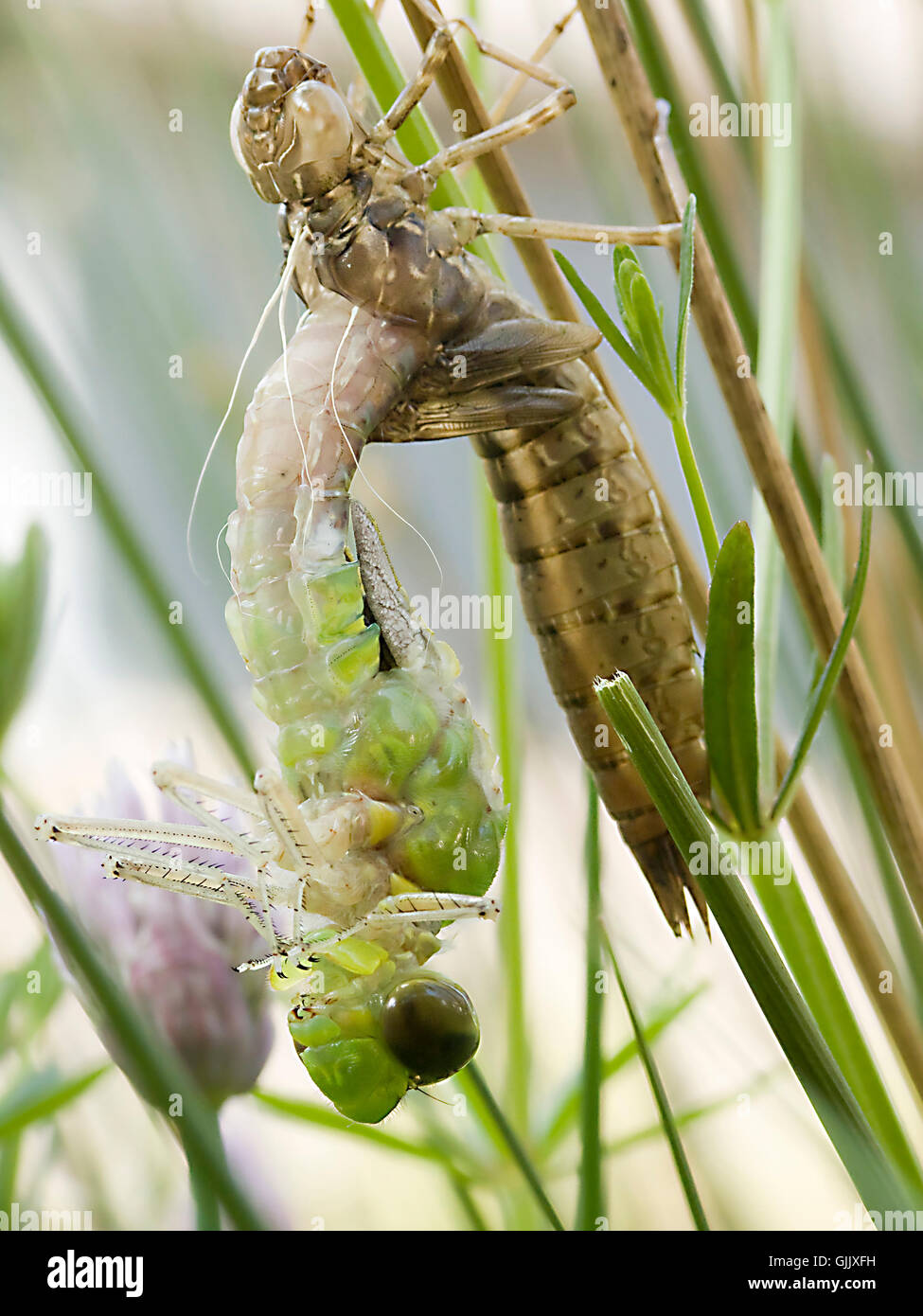 Largely hi-res stock photography and images - Alamy