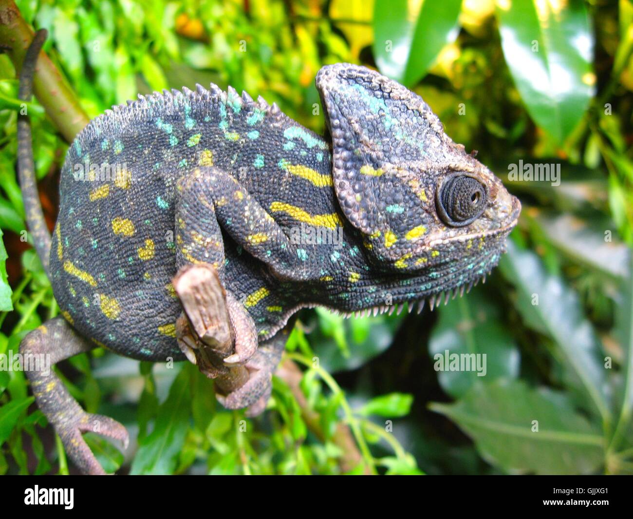 reptile lizard saurian Stock Photo - Alamy