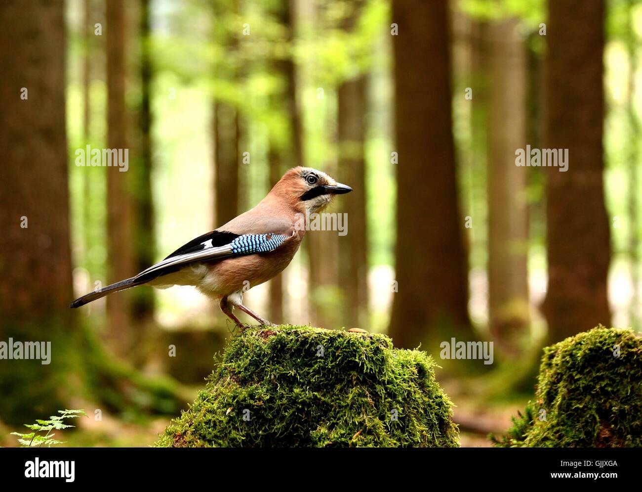 Jay with moss hi-res stock photography and images - Alamy