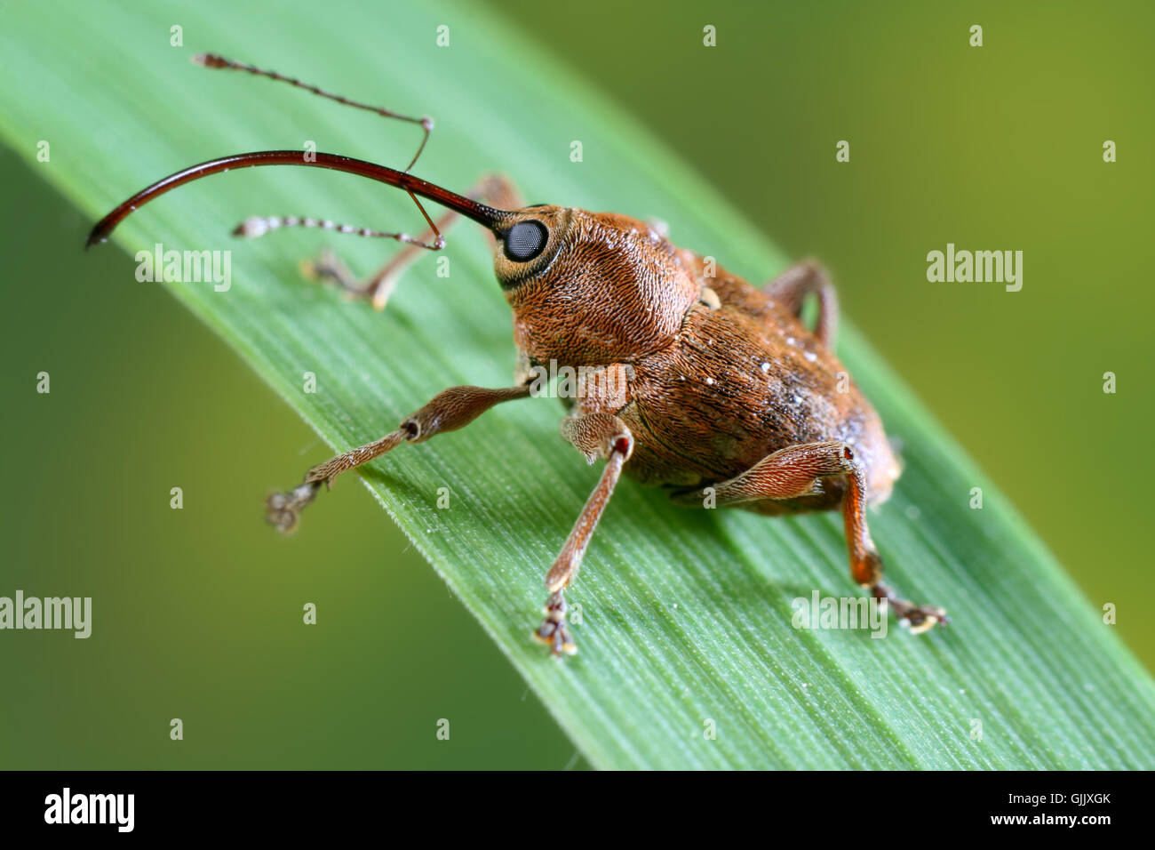 insect beetle oak Stock Photo - Alamy