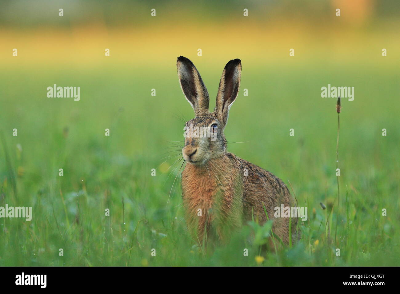 Hare animal hi-res stock photography and images - Alamy