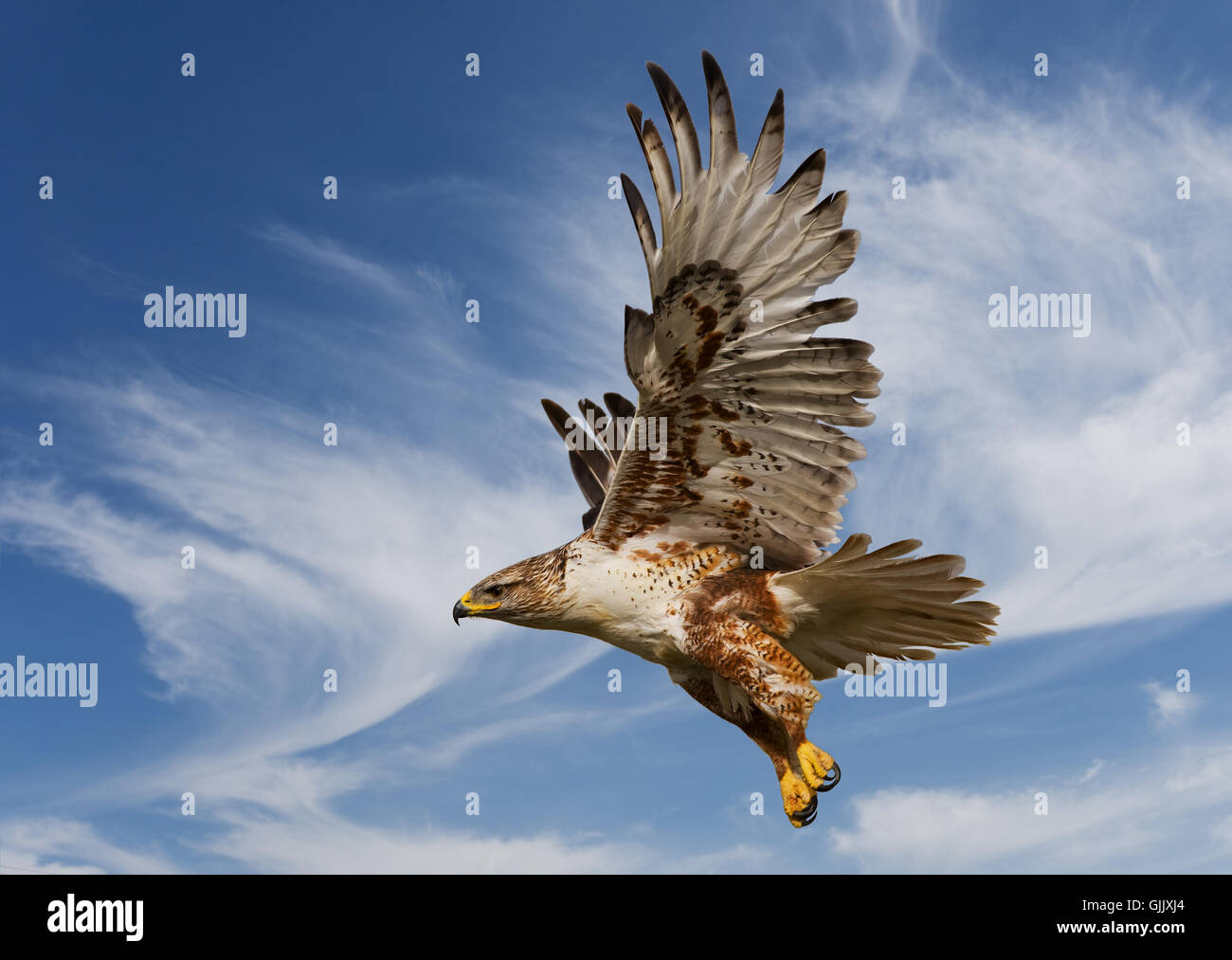 flight hunter raptor Stock Photo - Alamy