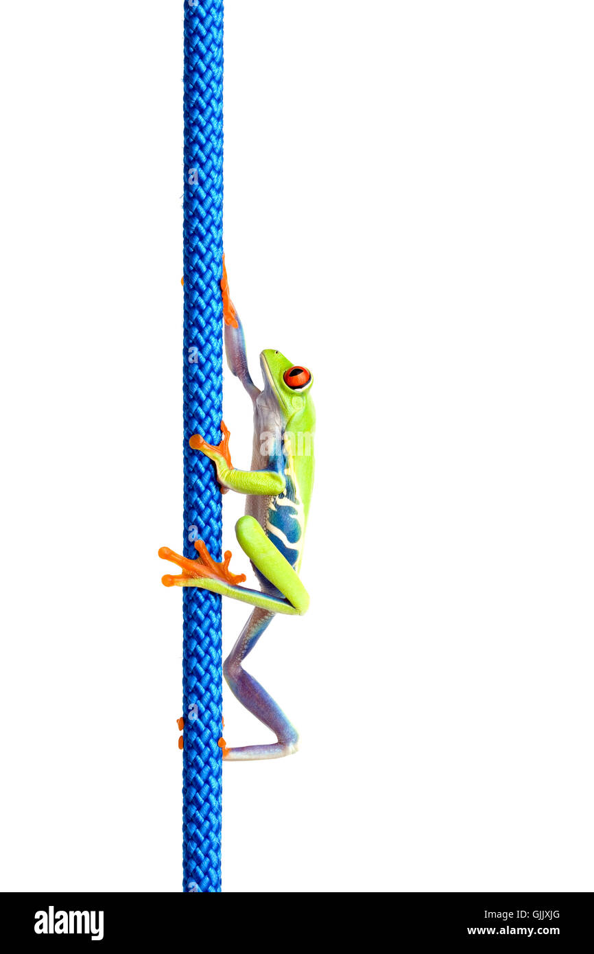 isolated animal amphibian Stock Photo - Alamy