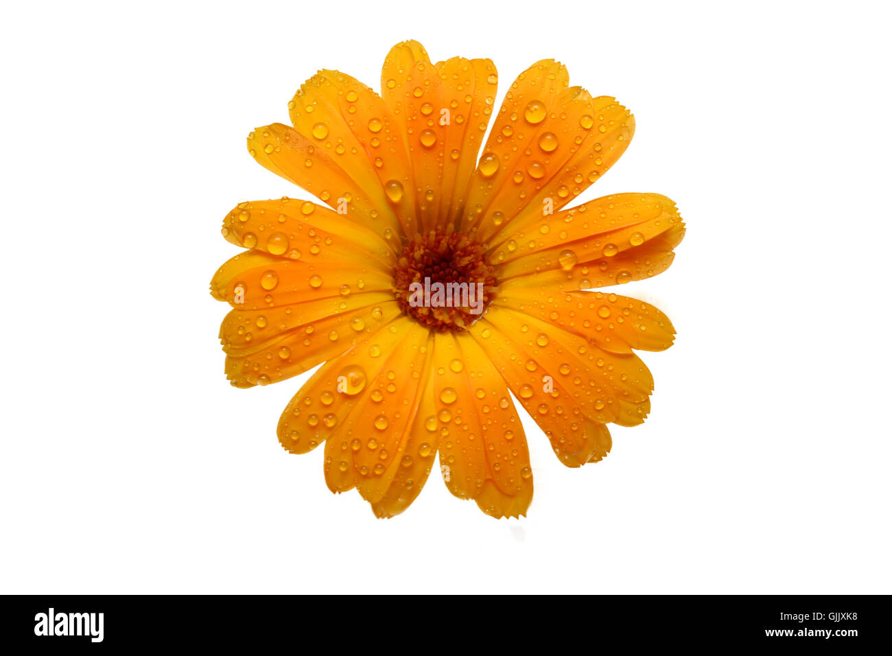 isolated flower plant Stock Photo - Alamy