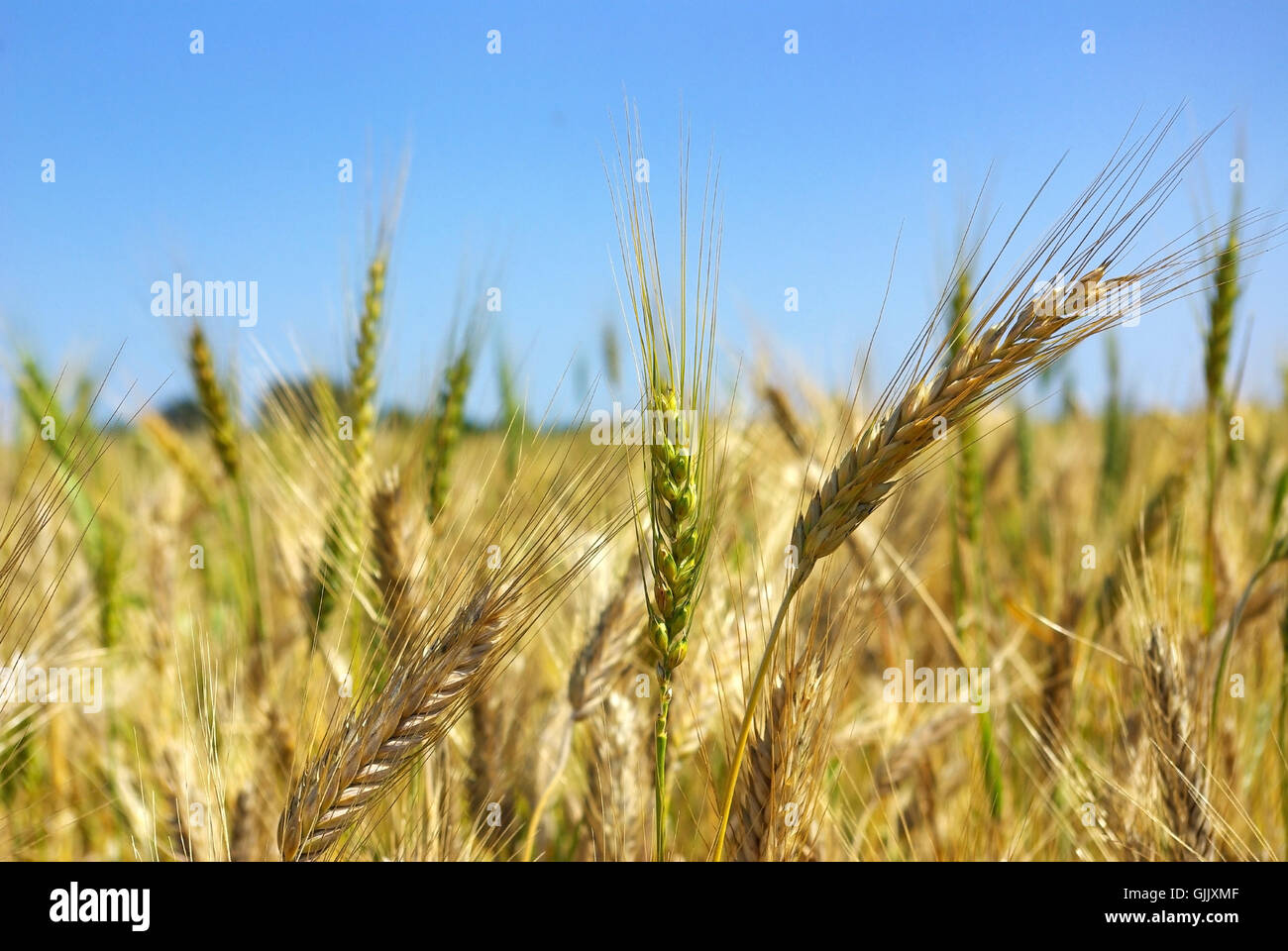 bread agriculture farming Stock Photo - Alamy