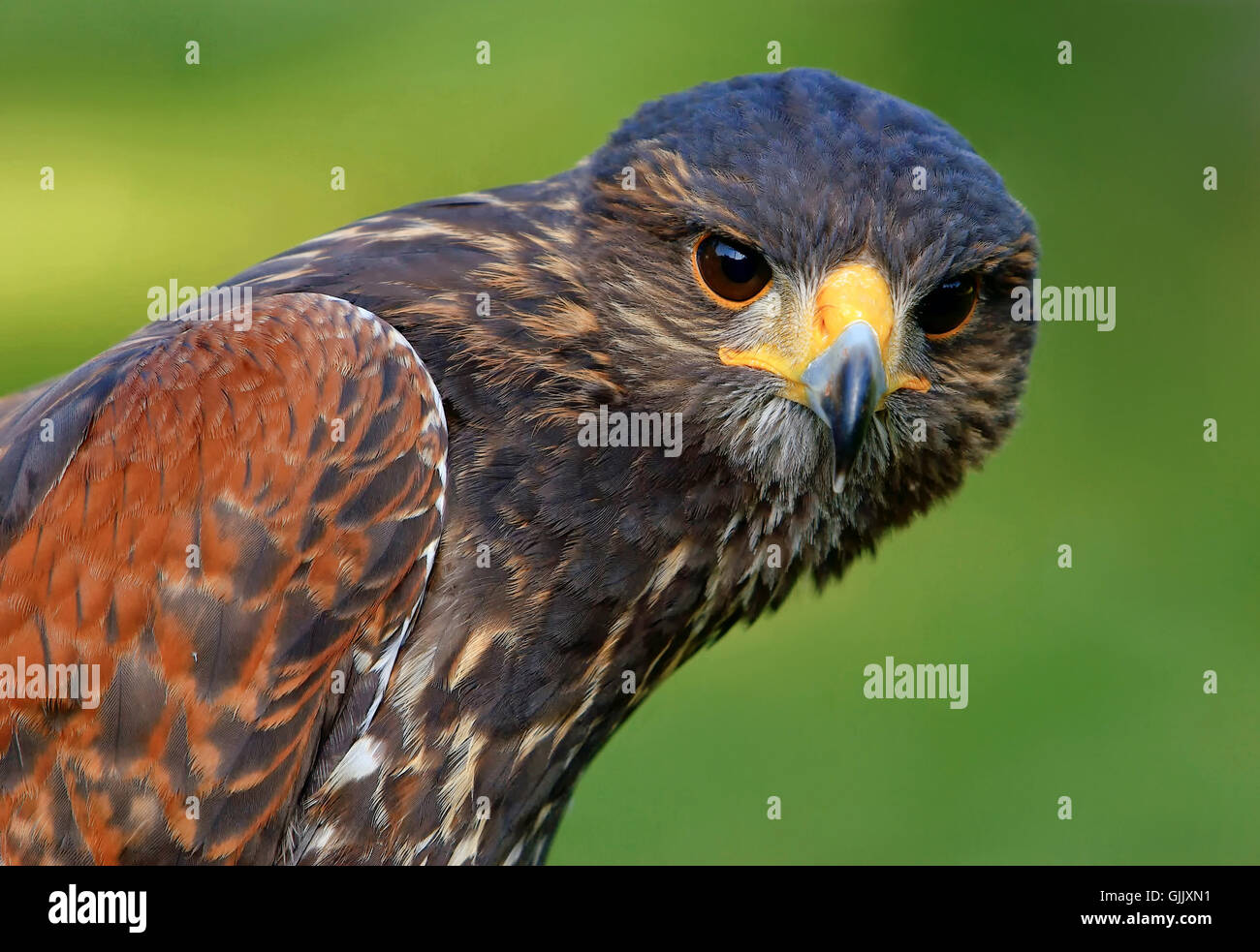 Bird birds raptor young hi-res stock photography and images - Alamy