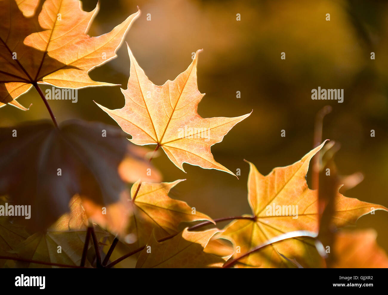 Angular light shape hi-res stock photography and images - Alamy