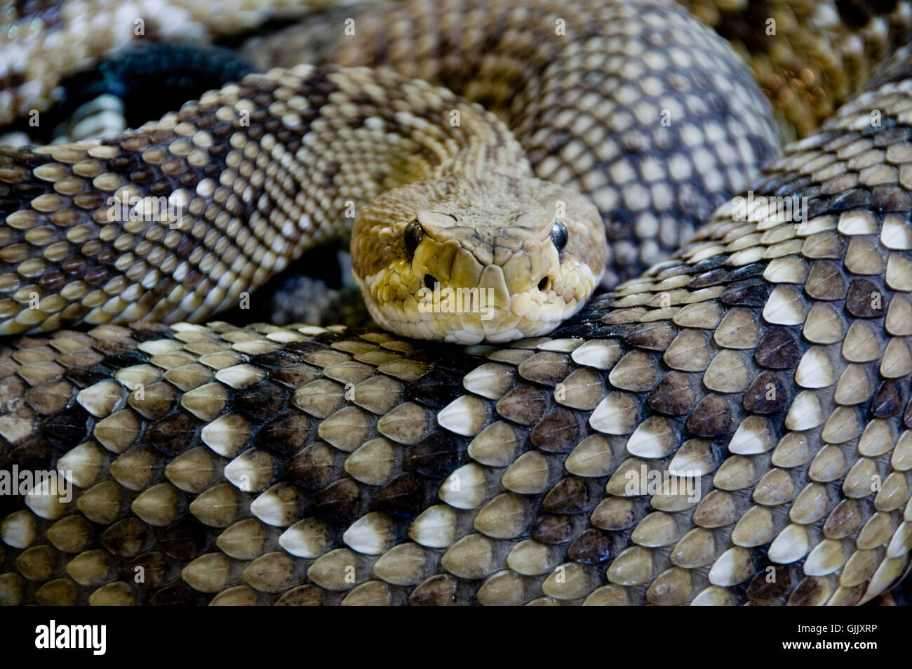 Rattlesnake skin hi-res stock photography and images - Alamy