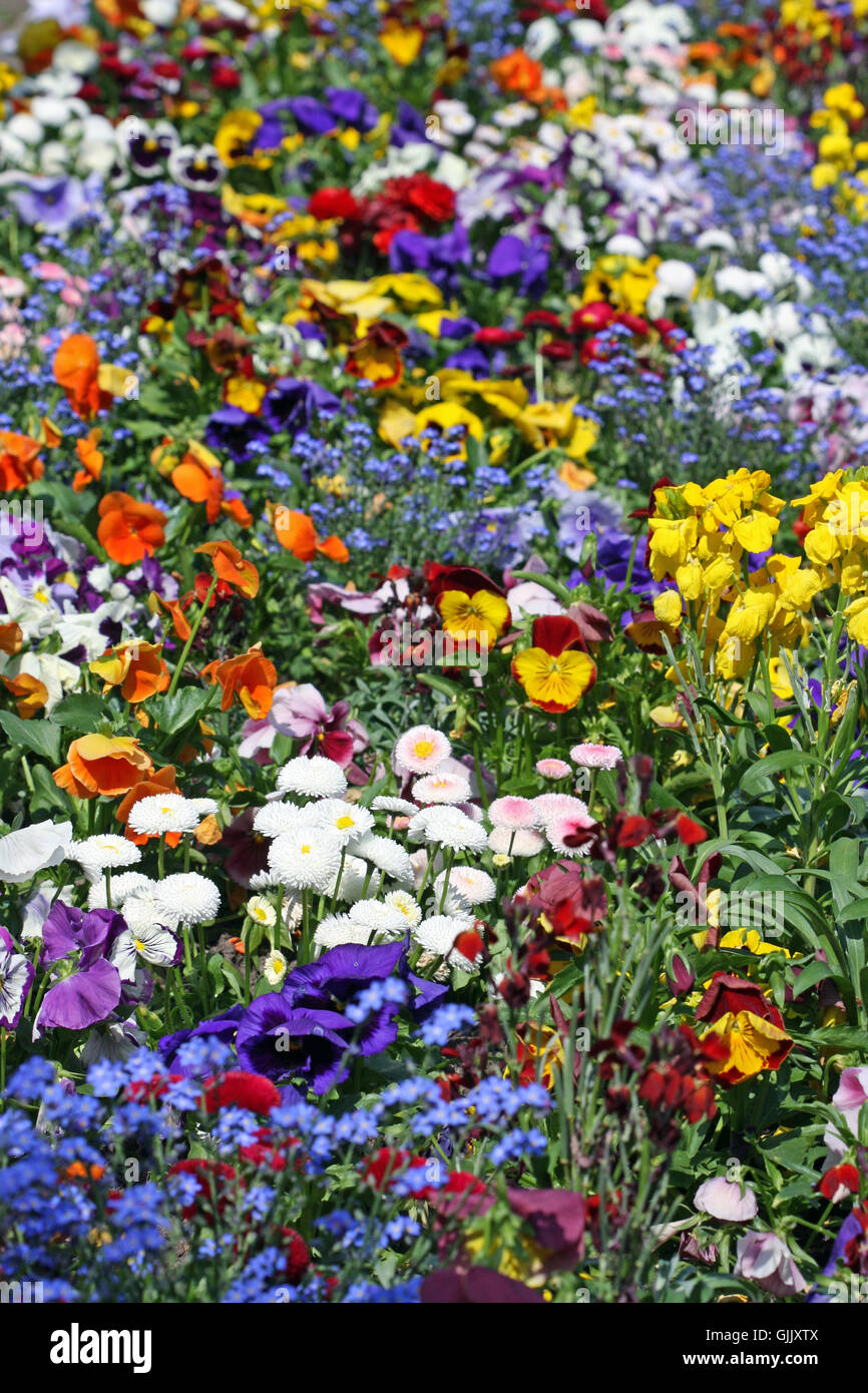 coloured colourful gorgeous Stock Photo - Alamy