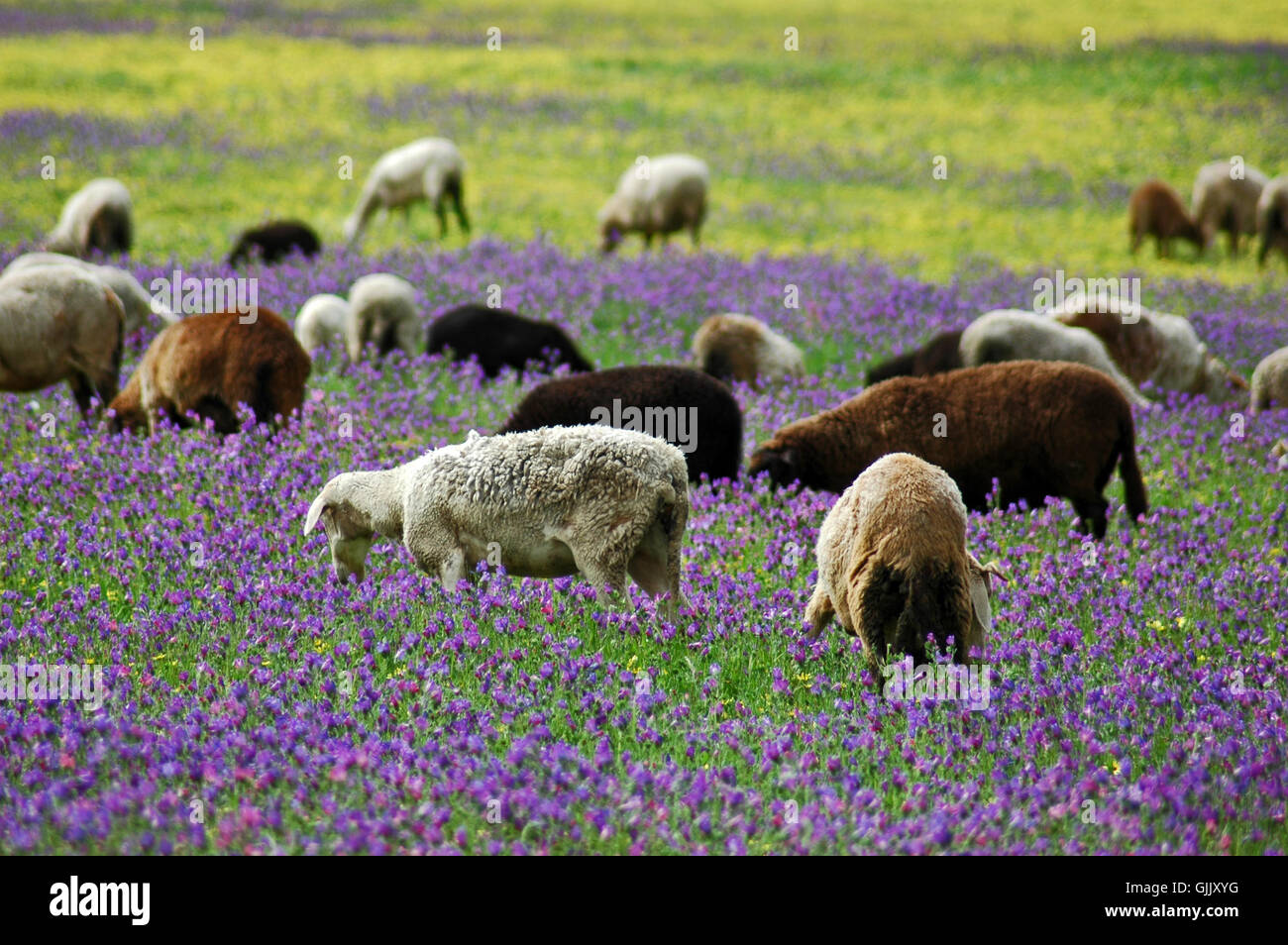 agriculture farming sheep Stock Photo - Alamy