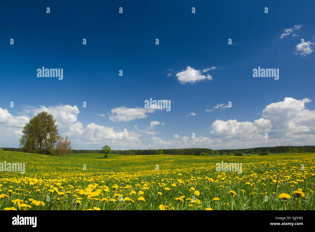 tree spring landscape Stock Photo - Alamy