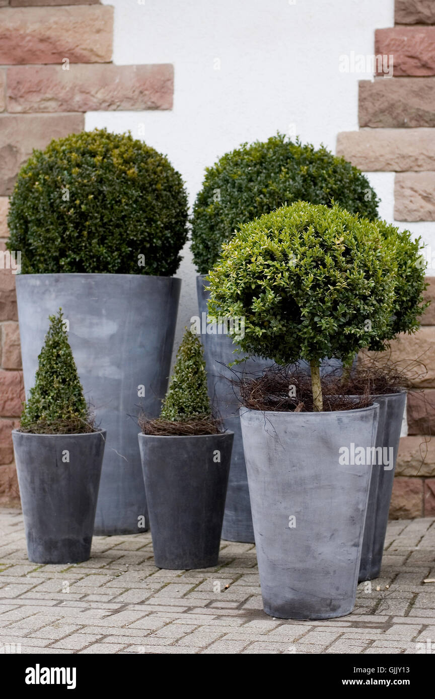 garden box-tree vessel Stock Photo - Alamy