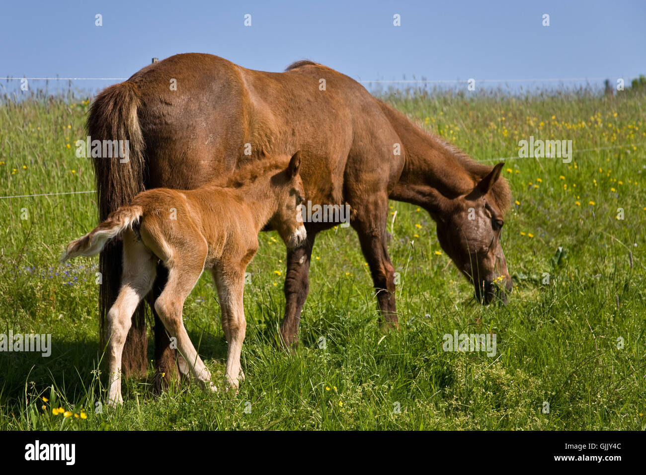 Horse family tree hi-res stock photography and images - Alamy