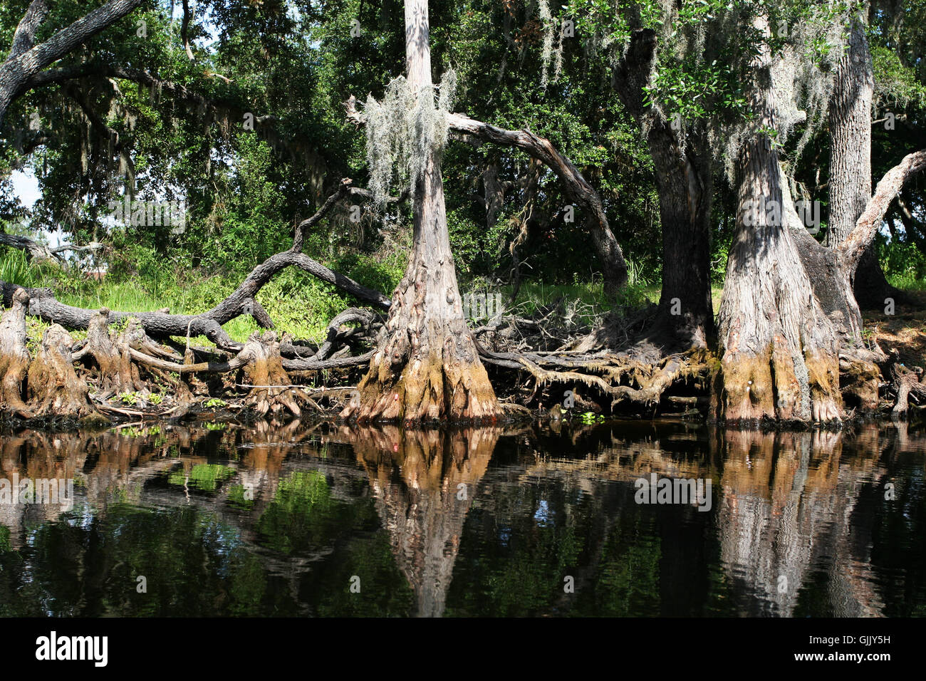 tree trees swamp Stock Photo - Alamy