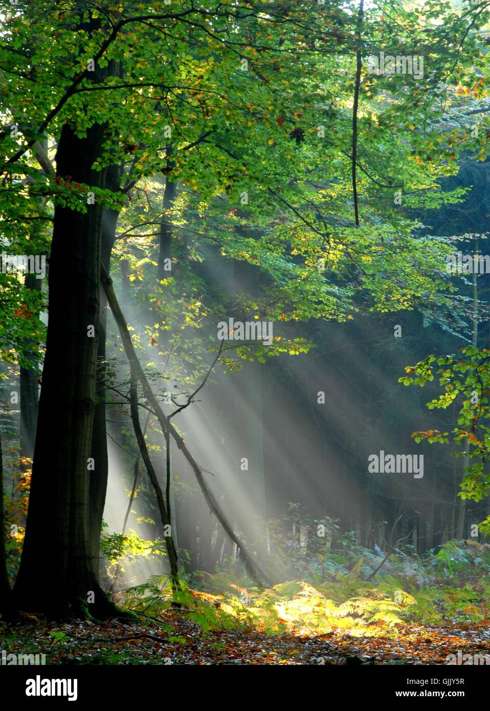 tree sunlight sunbeam Stock Photo - Alamy