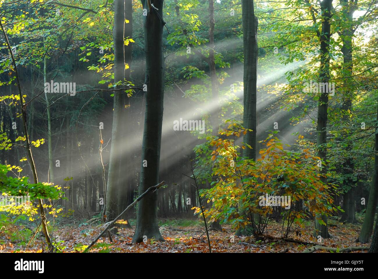 Zen tree hi-res stock photography and images - Alamy