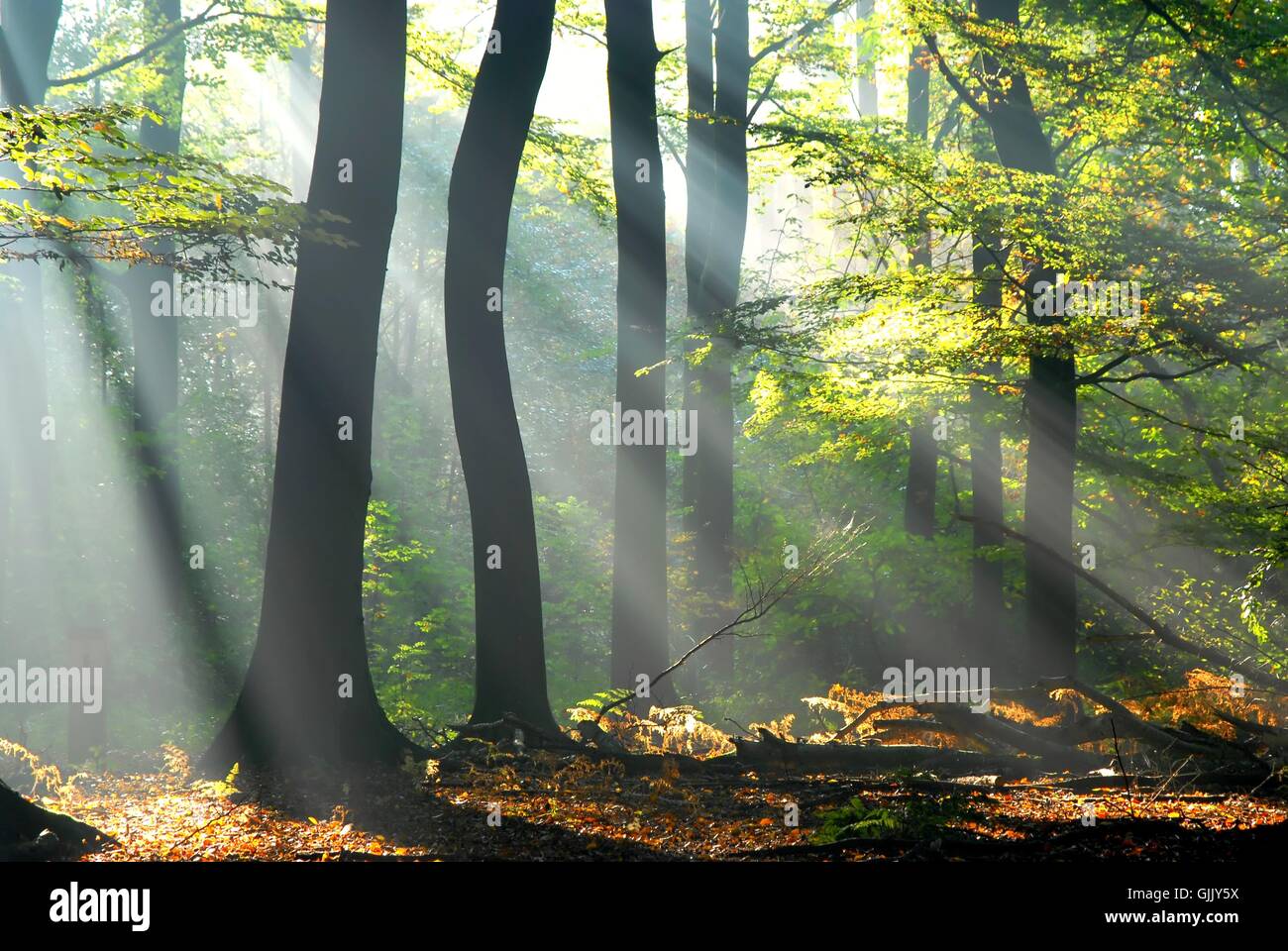 tree sunlight sunbeam Stock Photo - Alamy