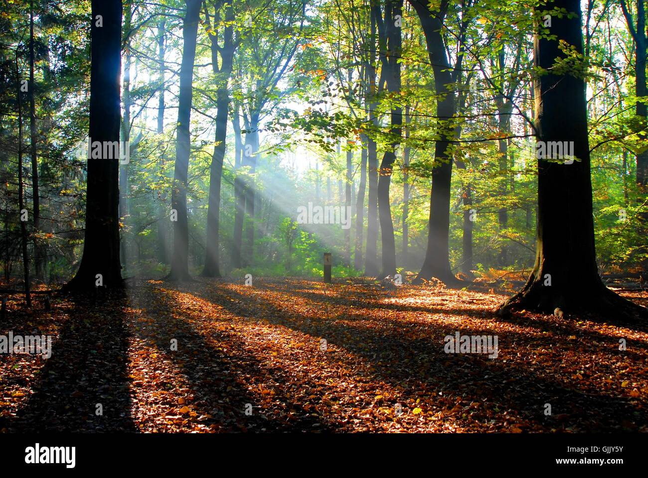tree sunlight sunbeam Stock Photo - Alamy