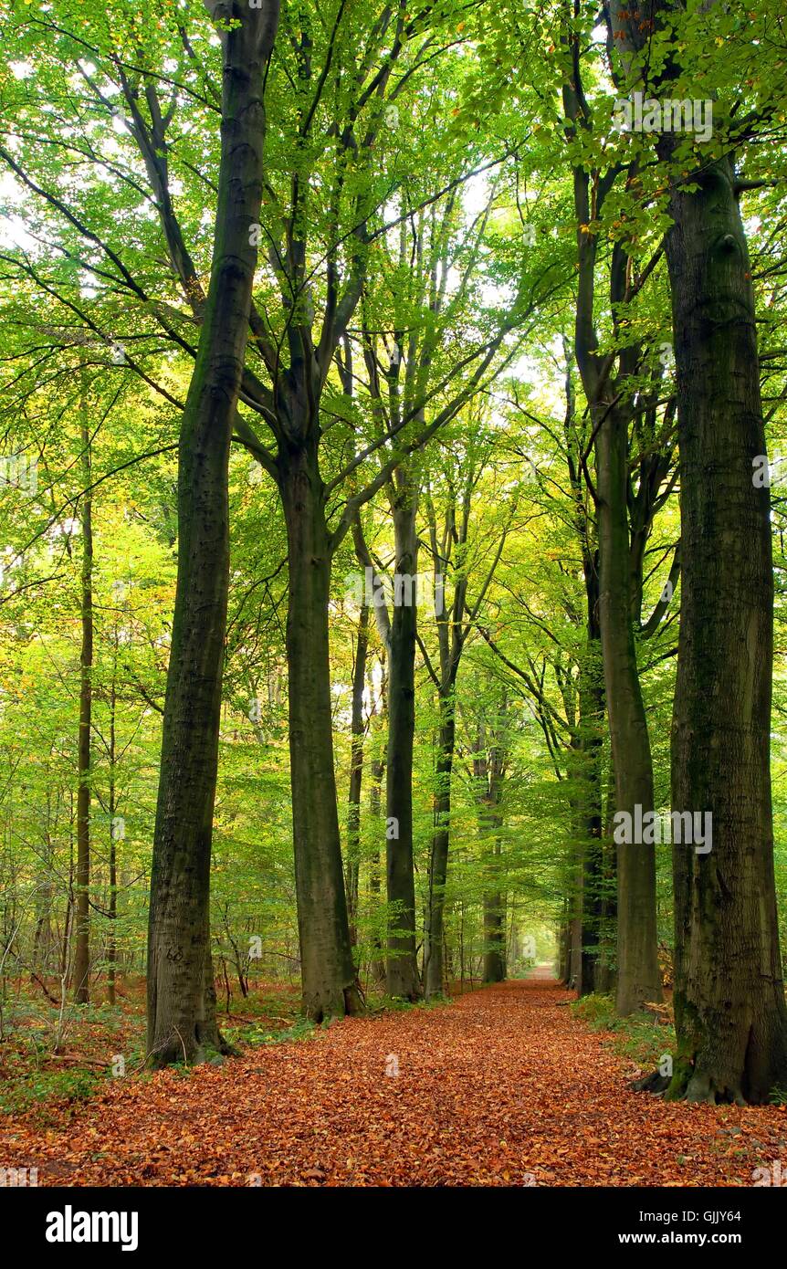 tree park path Stock Photo - Alamy