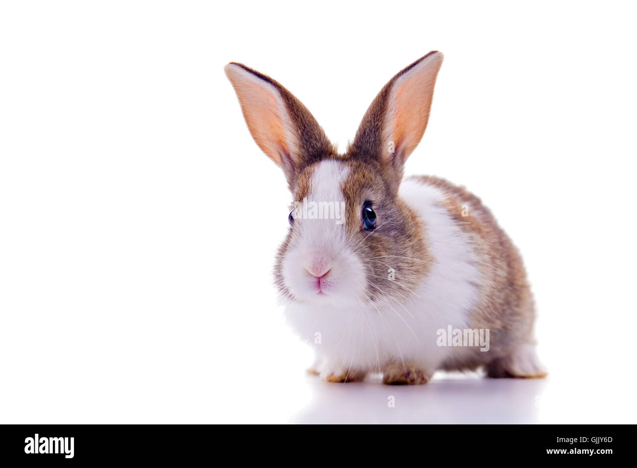 animal mammal rodent Stock Photo - Alamy