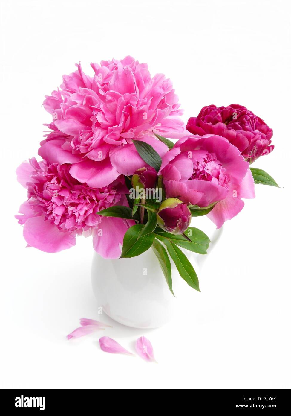Shrub peonies Cut Out Stock Images & Pictures - Alamy