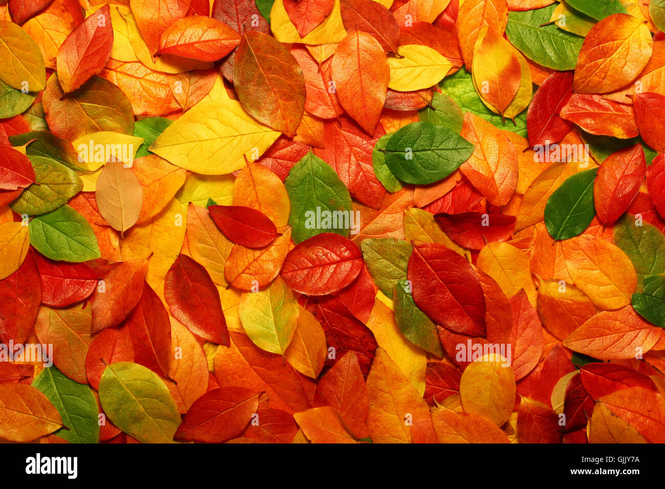 leaf leaves seasons Stock Photo - Alamy