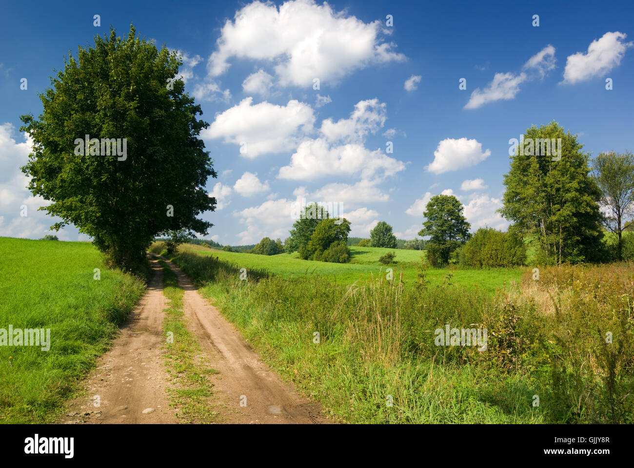 tree summer summerly Stock Photo - Alamy