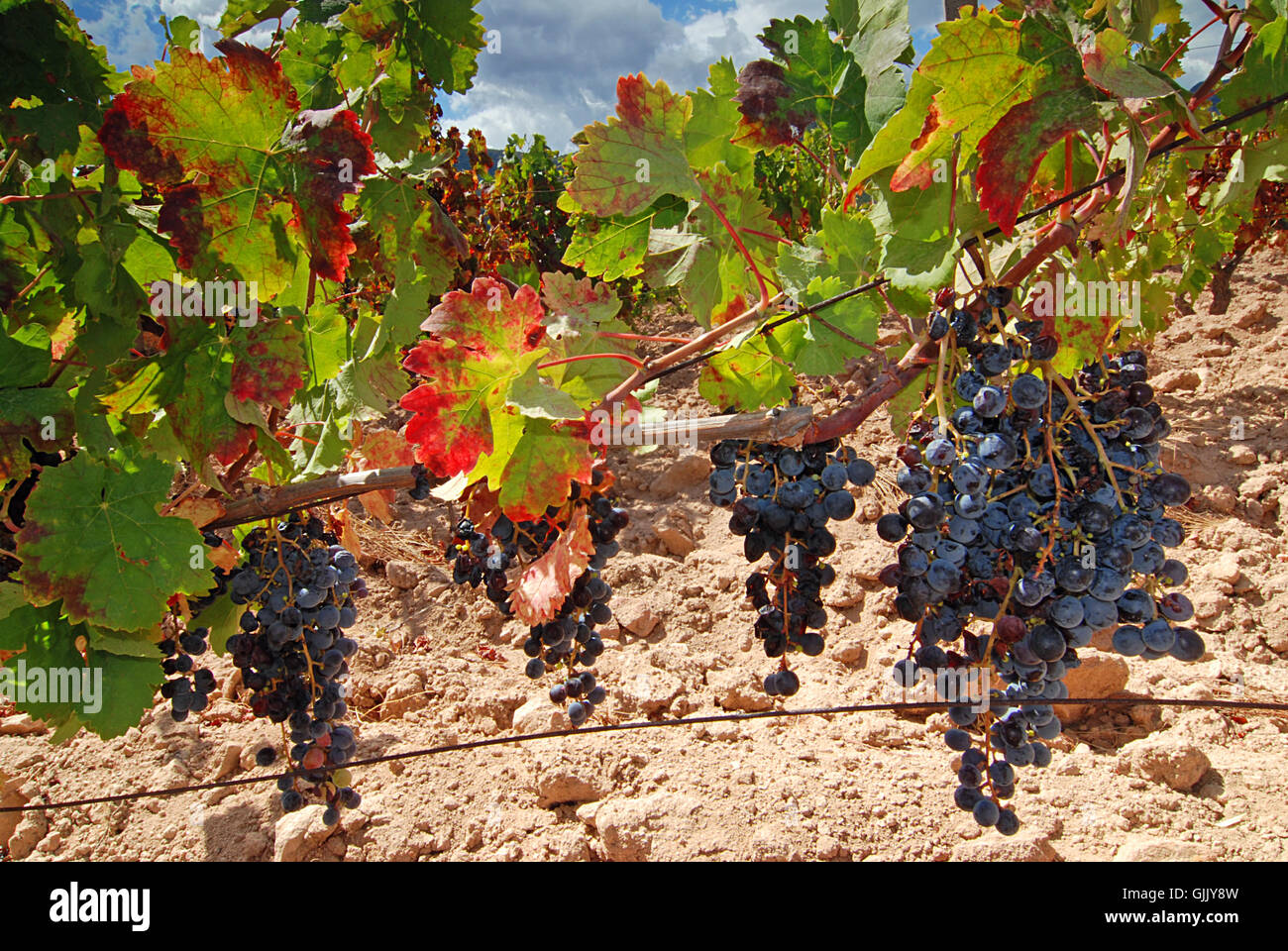 leaves agriculture farming Stock Photo - Alamy