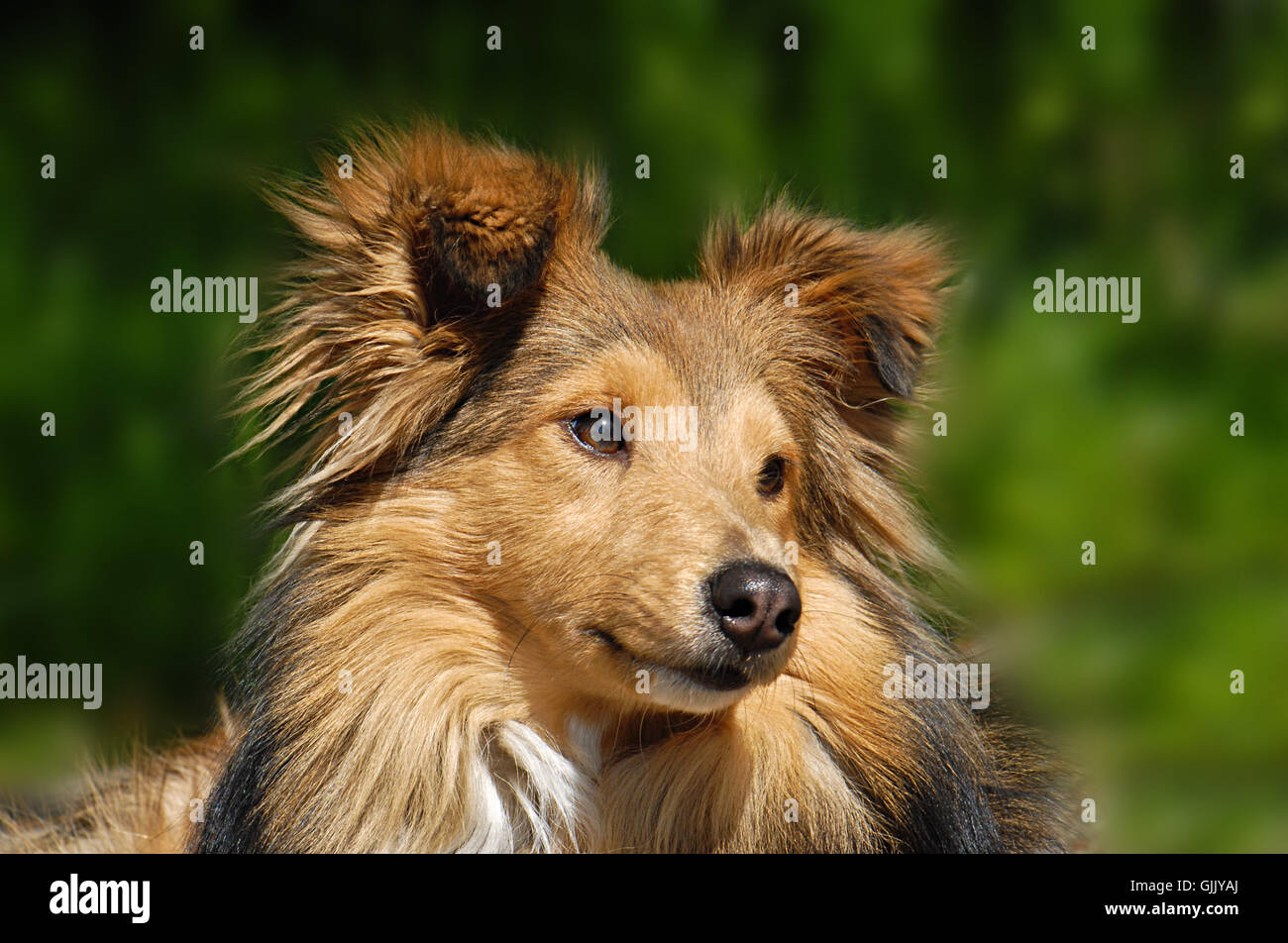 Sheltie hi-res stock photography and images - Alamy