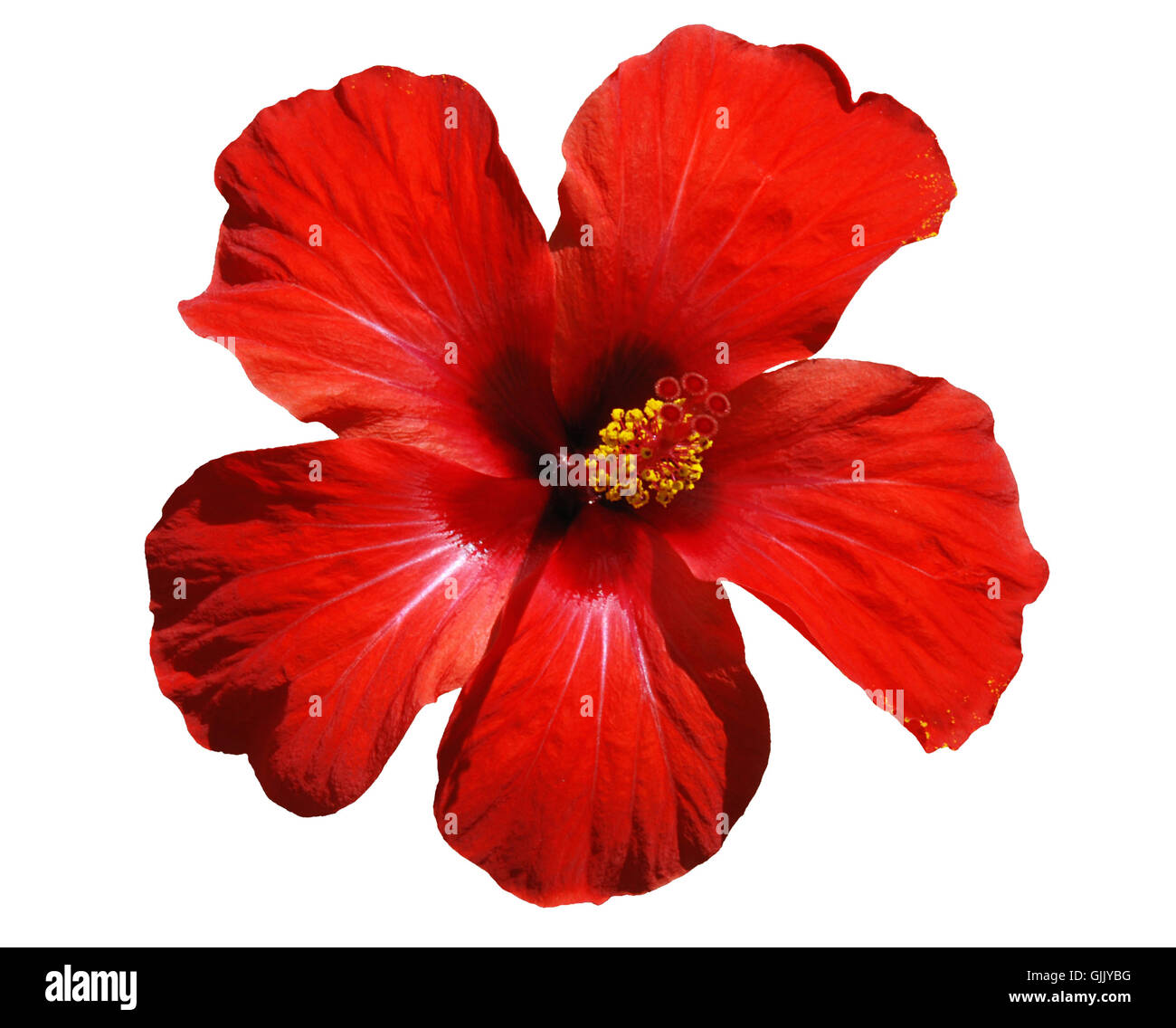 isolated flower plant Stock Photo - Alamy