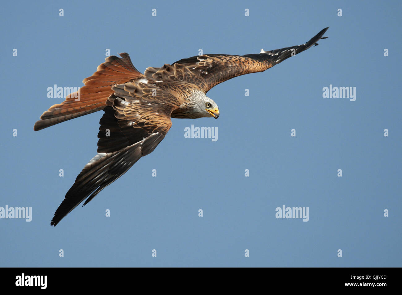 raptor eagle bird Stock Photo - Alamy