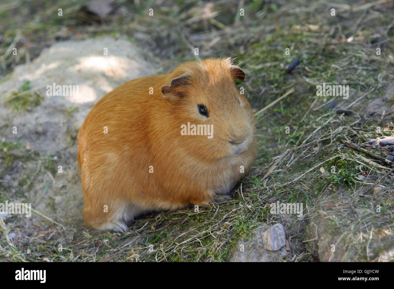 Cavia tschudii hi-res stock photography and images - Alamy