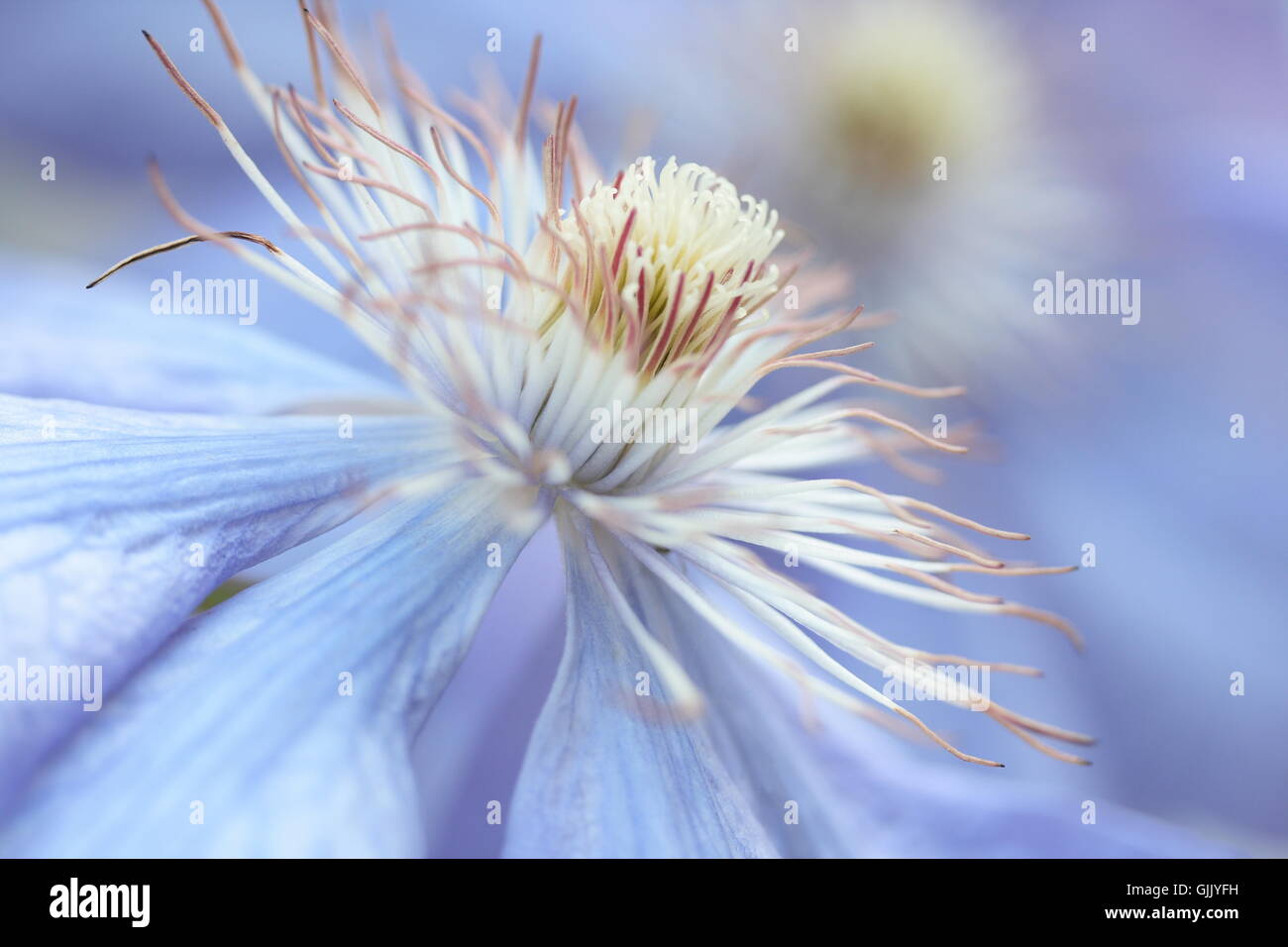 blue macro close-up Stock Photo - Alamy